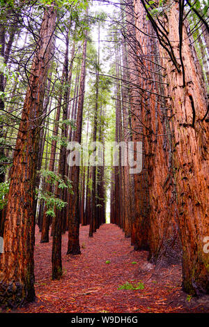 Yarra River, Warburton, Victoria, Australia Stock Photo - Alamy