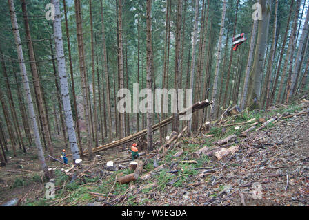 Timber harvesting a log with skyline crane and manipulator, called ...