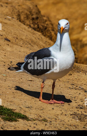 SEAGUL STANDING AND WATCHING Stock Photo - Alamy