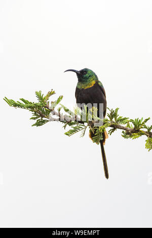 A Bronzy sunbird (Nectarinia kilimensis) perched on a flowering shrub ...