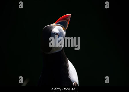 Puffin Closeup Portrait on Lunga, Scotland, with grass background Stock ...