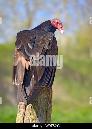 A closeup of a head of vulture on a green blurred background Stock ...