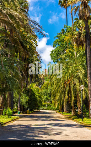 Italy, Naples, botanical garden, large tree with large roots Stock ...