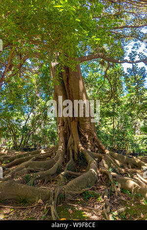 Italy, Naples, botanical garden, large tree with large roots Stock ...