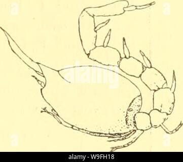 . Cumacea (Sympoda). Cumacea. Cumacea: 3. Bodotriidae, 1. Cyclaspoides ...