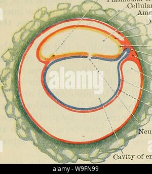 This page from 'Cunningham's Text-book of Anatomy' details the anatomy ...