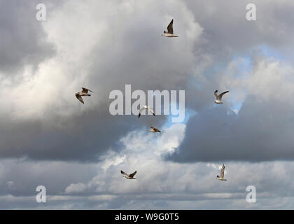 Rain clouds in the sky and a flock of pigeons. The religious con Stock ...