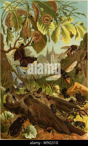. Die Insekten, TausendfuÌssler und Spinnen. Insects; Arthropoda. 182 ...