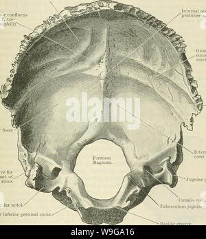 This image from 'Cunningham's Text-book of Anatomy' depicts the anatomy ...