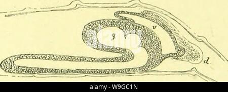. Comparative anatomy. Anatomy, Comparative. THE NERVOUS SYSTEM 535 the ...