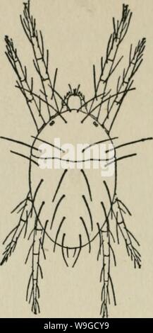Drawing of Mites Stock Photo - Alamy