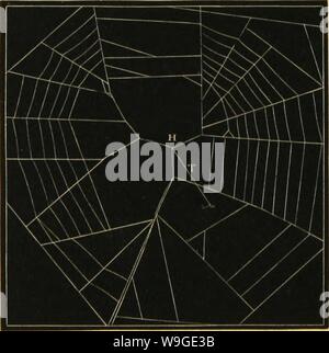 X-ray image of a spider Stock Photo - Alamy