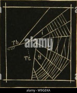 X-ray image of a spider Stock Photo - Alamy