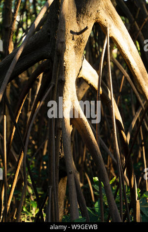 Mangrove trees foliage with sunlight and roots underwater, split view ...