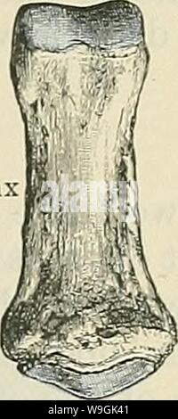 . Cunningham's Text-book of anatomy. Anatomy. 260 OSTEOLOGY. Facets for ...