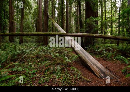 Scene from Star Wars - Return Of The Jedi 1983 directed by Richard ...