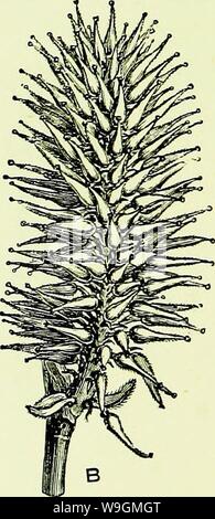 Male and female catkin from willow Salix tree isolated on white ...