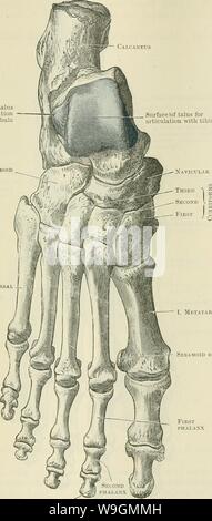 . Cunningham's Text-book of anatomy. Anatomy. THE TALUS. 25> the dorsal ...