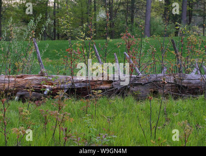 Dead tree sprouting new branches, Bushy Park, London, England, UK Stock ...