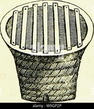 Archive image from page 308 of The anatomy, physiology, morphology and ...