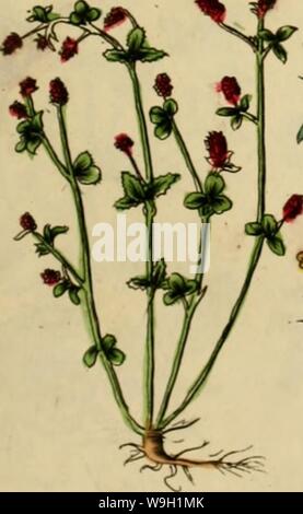 Archive image from page 468 of Discovery Stock Photo - Alamy