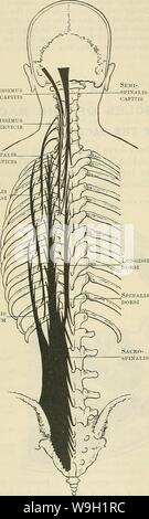 Illustration of the quadratus lumborum muscles Stock Photo - Alamy