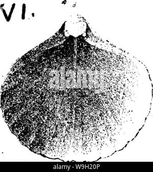 Archive image from page 475 of A dictionary of the fossils Stock Photo ...