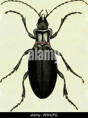 Archive image from page 495 of De vogels van Guyana (Suriname Stock ...