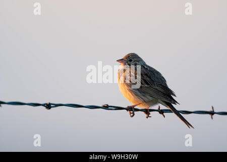 Vesper Sparrow, (Pooecetes gramineus), Maxwell National Wildlife Refuge ...