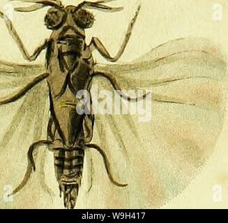 Archive image from page 553 of Die Insekten (1877). Die Insekten ...