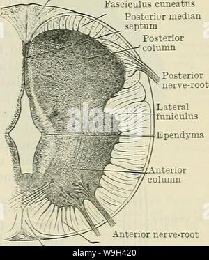 . Cunningham's Text-book of anatomy. Anatomy. Fasciculus cuneatus ...