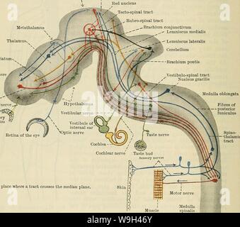 . Cunningham's Text-book of anatomy. Anatomy. Fasciculus cuneatus ...