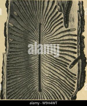 Archive image from page 592 of Des Herren Peter Kalms Professors Stock ...