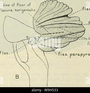 . Cunningham's Text-book of anatomy. Anatomy. 606 THE NERVOUS SYSTEM ...