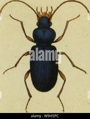 This illustration from 'Insekten der Schweiz' depicts various Swiss ...