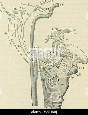 This image from 'Cunningham's Text-book of Anatomy' depicts the anatomy ...