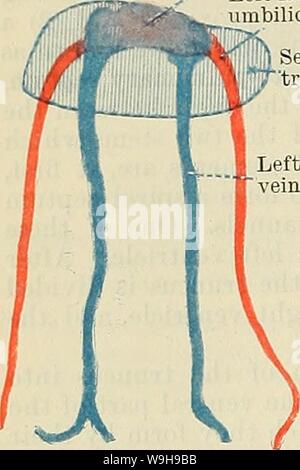 Archive image from page 1069 of Cunningham's Text-book of anatomy (1914 ...