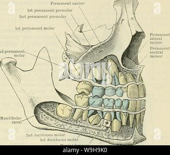 . Cunningham's Text-book of anatomy. Anatomy. 1146 THE DIGESTIVE SYSTEM ...
