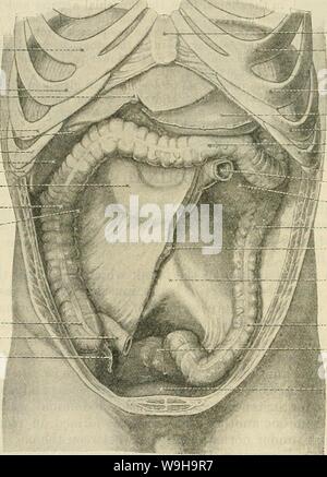 This image from 'Cunningham's Text-book of Anatomy' depicts the anatomy ...