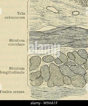 . Cunningham's Text-book of anatomy. Anatomy. Tunica serosa tlBBS ...
