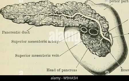 . Cunningham's Text-book of anatomy. Anatomy. 1240 THE DIGESTIVE SYSTEM ...