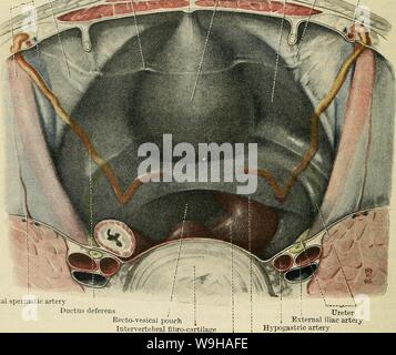 . Cunningham's Text-book of anatomy. Anatomy. THE TESTIS. 1287 attached ...