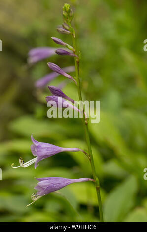 Hosta longipes. Hosta Stock Photo - Alamy