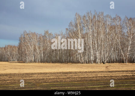 field after harvest on a bright day in autumn, Russia Stock Photo - Alamy