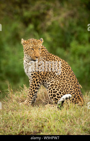 Leopard sits on grass bank looking back Stock Photo - Alamy