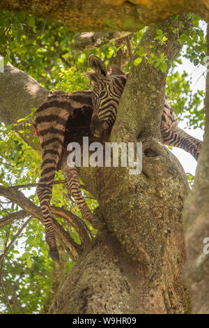 Carcass of a dead Zebra, equus quagga, in the Lobo valley, Serengeti ...