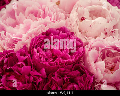 Close-up of a pale pink peony bloom with a prominent green center and ...