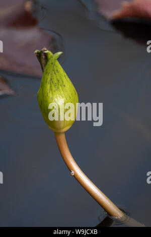 Bud and green stem of unopened water lily Stock Photo - Alamy