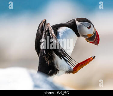 Atlantic Puffins "Fratercula arctica" jumping from cliff ledge to fly ...