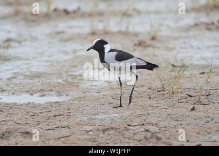 Blacksmith lapwing (Vanellus armatus), also known as the Blacksmith ...